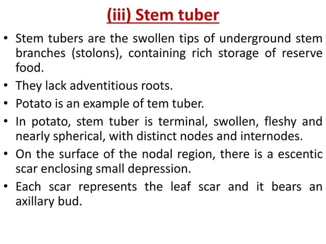 Stem modifications | PPTX