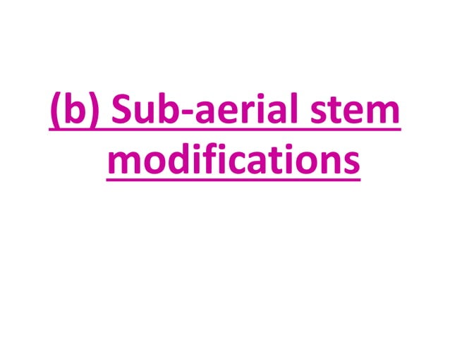 Stem modifications | PPTX