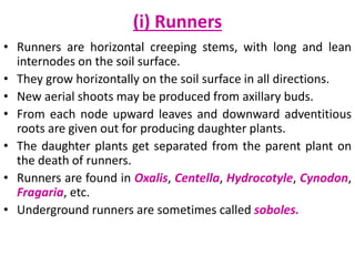 Stem modifications | PPTX