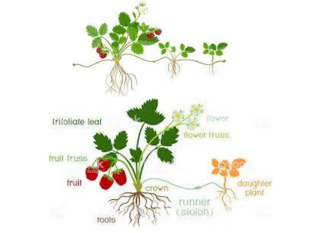 Stem modifications | PPTX