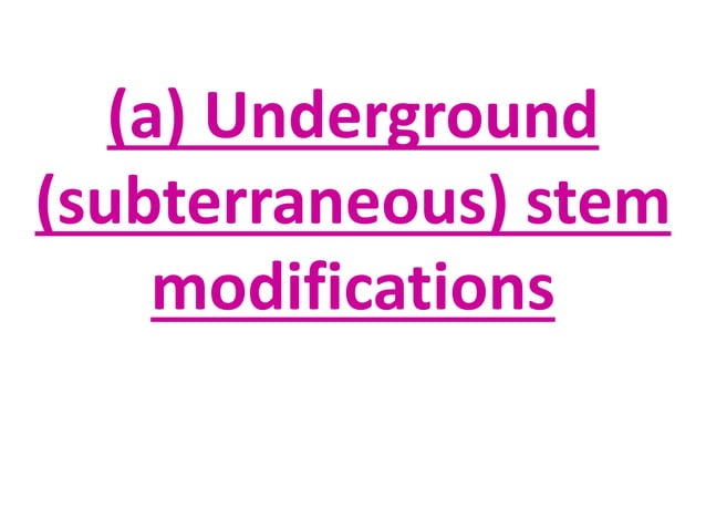 Stem modifications | PPTX