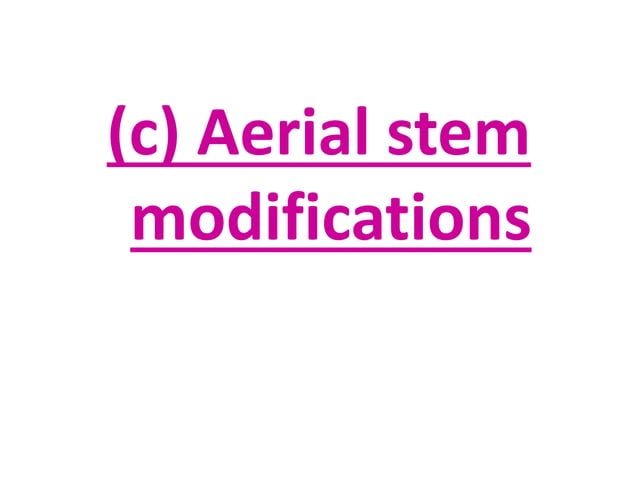 Stem modifications | PPTX