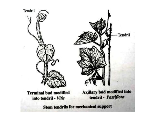 Stem modifications | PPTX