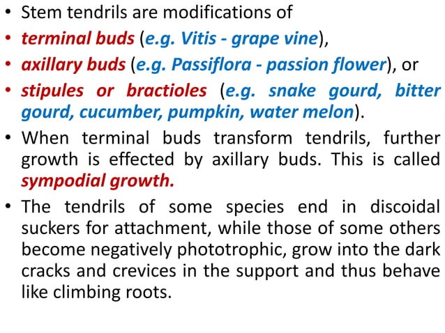 Stem modifications | PPTX