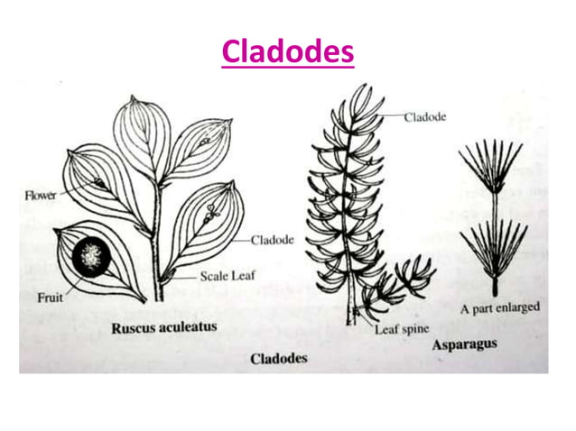 Stem modifications | PPTX