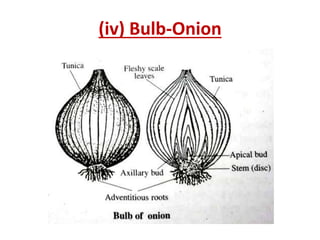 Bulbs Stem