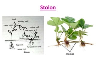 Stolons Stem