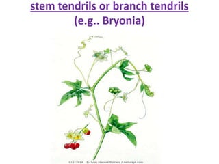 Stem Tendrils