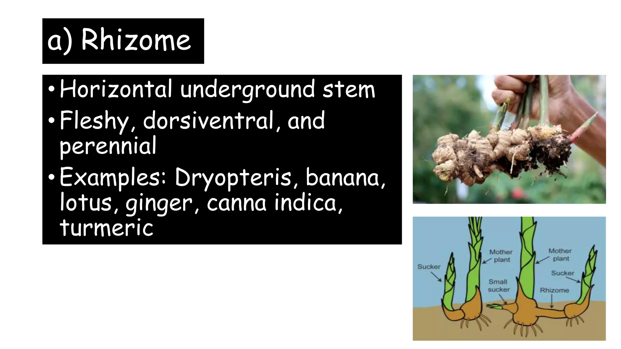 Root and Stem Morphology: Exploring Modifications and Key Concepts - Class 11 Presentation | PPTX