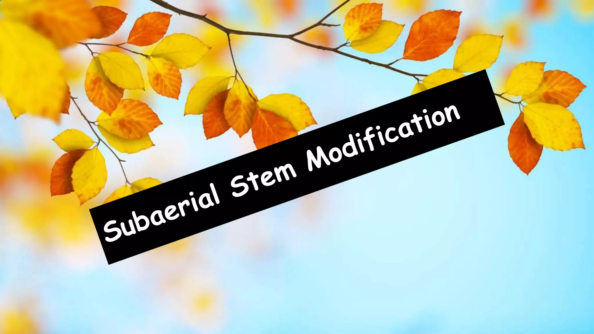 Root and Stem Morphology: Exploring Modifications and Key Concepts - Class 11 Presentation | PPTX