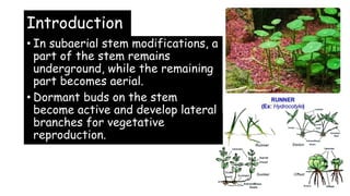 Root and Stem Morphology: Exploring Modifications and Key Concepts - Class 11 Presentation | PPTX
