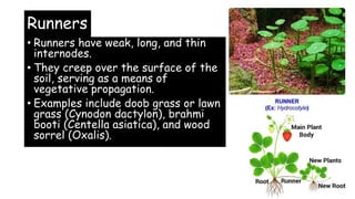 Root and Stem Morphology: Exploring Modifications and Key Concepts ...