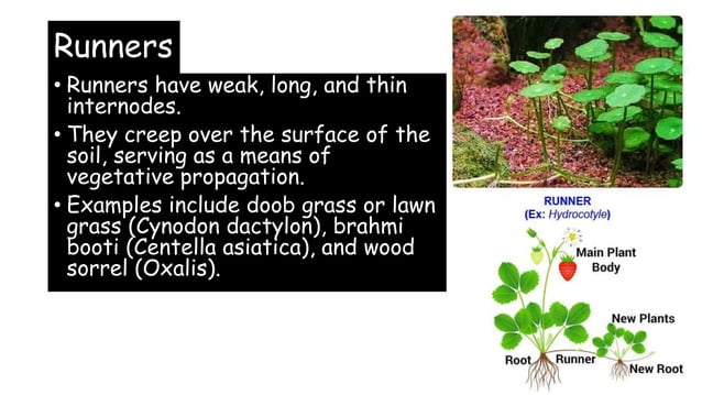 Root and Stem Morphology: Exploring Modifications and Key Concepts - Class 11 Presentation | PPTX