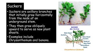 Root and Stem Morphology: Exploring Modifications and Key Concepts ...