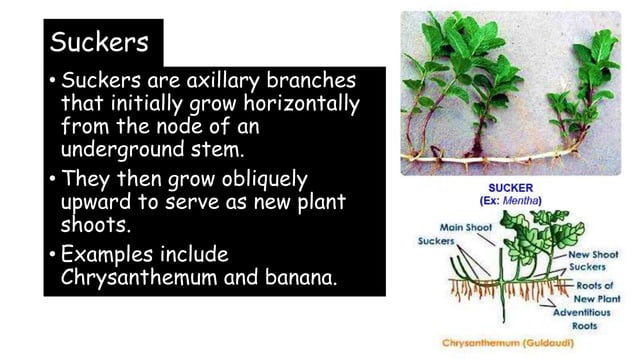 Root and Stem Morphology: Exploring Modifications and Key Concepts - Class 11 Presentation | PPTX