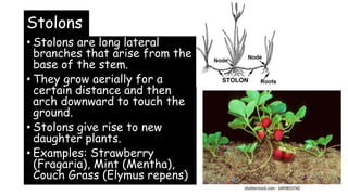 Root and Stem Morphology: Exploring Modifications and Key Concepts - Class 11 Presentation | PPTX