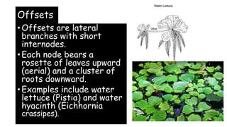 Root and Stem Morphology: Exploring Modifications and Key Concepts - Class 11 Presentation | PPTX