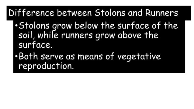 Root and Stem Morphology: Exploring Modifications and Key Concepts - Class 11 Presentation | PPTX