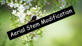 Root and Stem Morphology: Exploring Modifications and Key Concepts - Class 11 Presentation | PPTX
