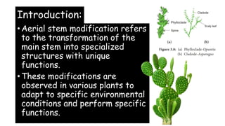 Root and Stem Morphology: Exploring Modifications and Key Concepts - Class 11 Presentation | PPTX