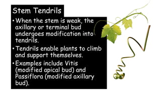Root and Stem Morphology: Exploring Modifications and Key Concepts - Class 11 Presentation | PPTX