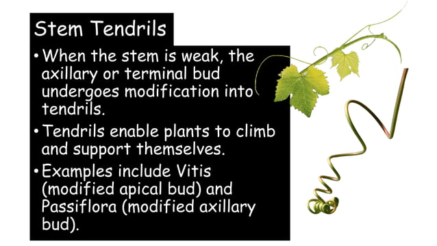 Root and Stem Morphology: Exploring Modifications and Key Concepts ...