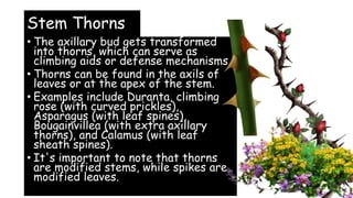 Root and Stem Morphology: Exploring Modifications and Key Concepts - Class 11 Presentation | PPTX