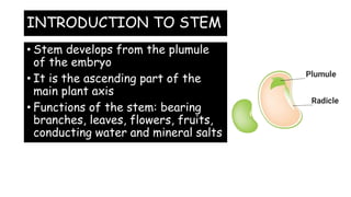 Root and Stem Morphology: Exploring Modifications and Key Concepts - Class 11 Presentation | PPTX