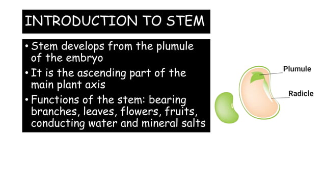 Root and Stem Morphology: Exploring Modifications and Key Concepts ...