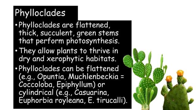 Root and Stem Morphology: Exploring Modifications and Key Concepts ...