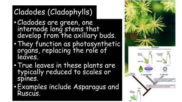 Root and Stem Morphology: Exploring Modifications and Key Concepts - Class 11 Presentation | PPTX