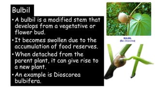 Root and Stem Morphology: Exploring Modifications and Key Concepts - Class 11 Presentation | PPTX