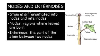 Root and Stem Morphology: Exploring Modifications and Key Concepts - Class 11 Presentation | PPTX