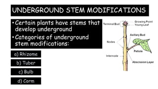 Root and Stem Morphology: Exploring Modifications and Key Concepts - Class 11 Presentation | PPTX