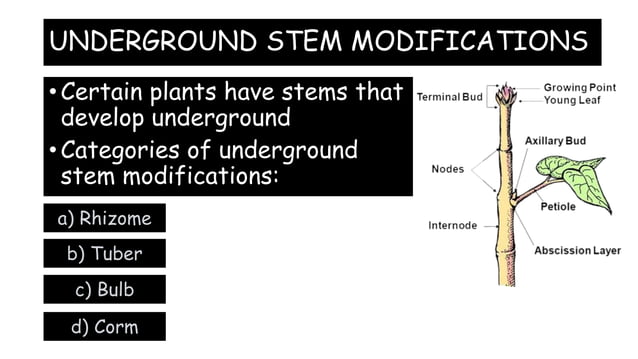 Root and Stem Morphology: Exploring Modifications and Key Concepts ...