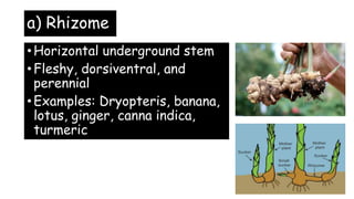 Root and Stem Morphology: Exploring Modifications and Key Concepts ...