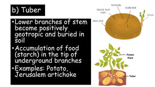 Root and Stem Morphology: Exploring Modifications and Key Concepts - Class 11 Presentation | PPTX