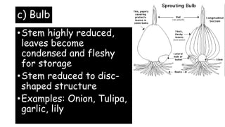 Root and Stem Morphology: Exploring Modifications and Key Concepts ...