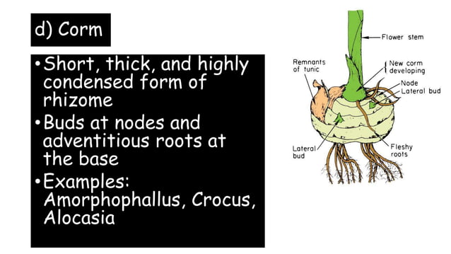 Root and Stem Morphology: Exploring Modifications and Key Concepts ...