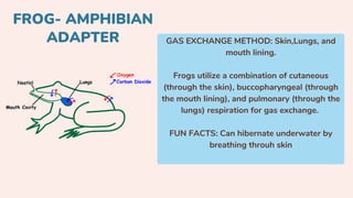 Gas Exchange of Plants and Animals, Parts and Functions | PDF