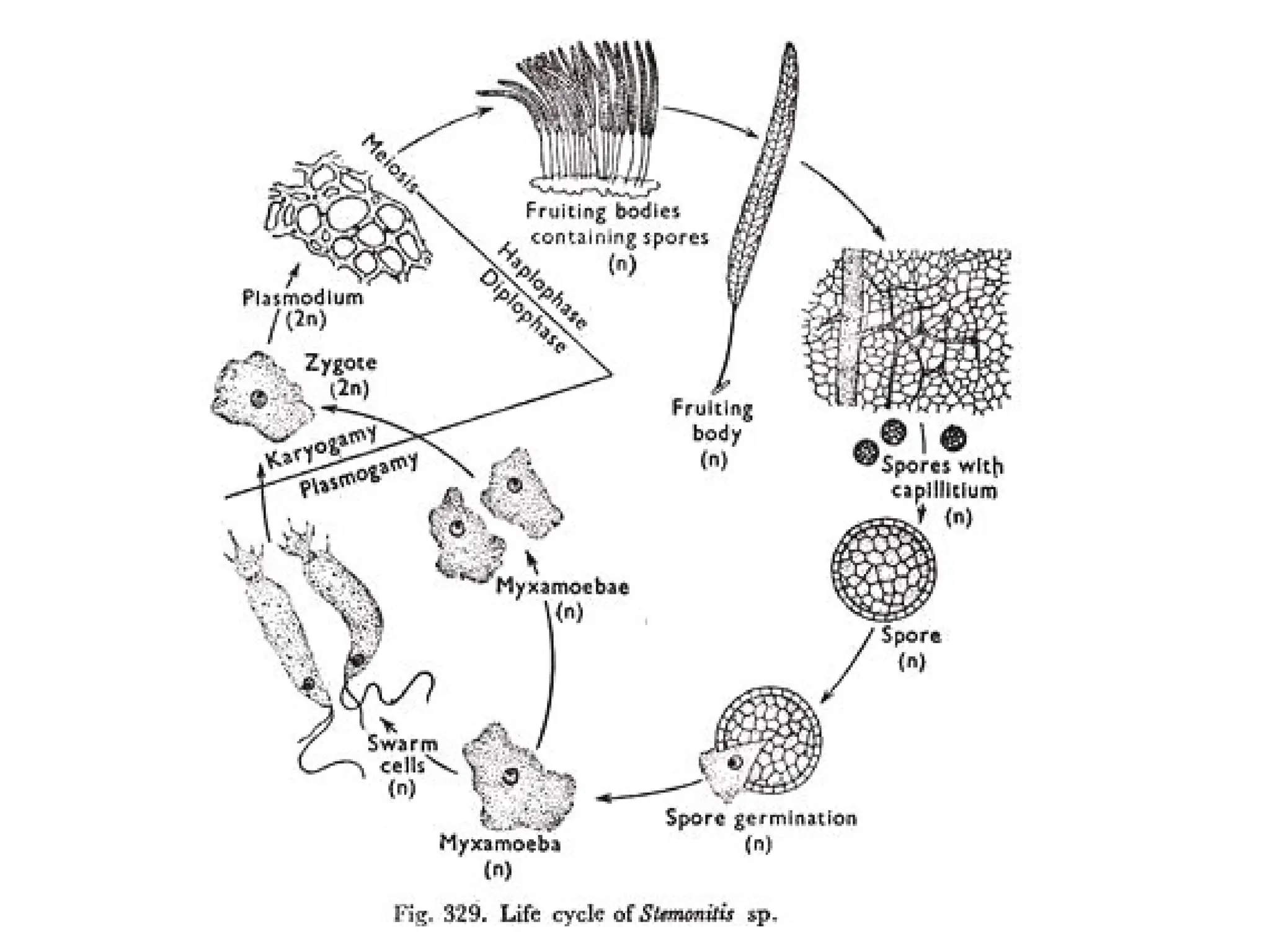 Structure and Reproduction in Stemonitis.pptx