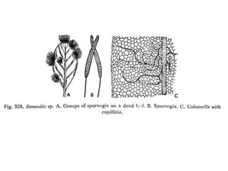 Structure and Reproduction in Stemonitis.pptx