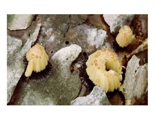 Structure and Reproduction in Stemonitis.pptx