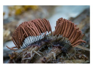 Structure and Reproduction in Stemonitis.pptx