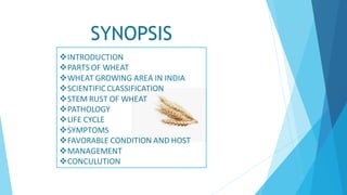 STEM RUST OF WHEAT.pdf