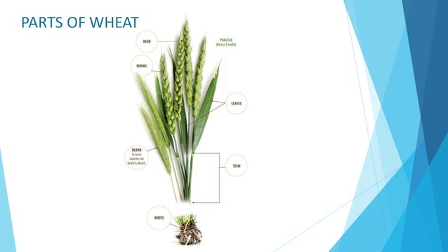 STEM RUST OF WHEAT.pdf