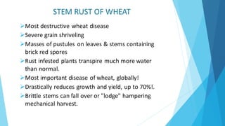 STEM RUST OF WHEAT.pdf