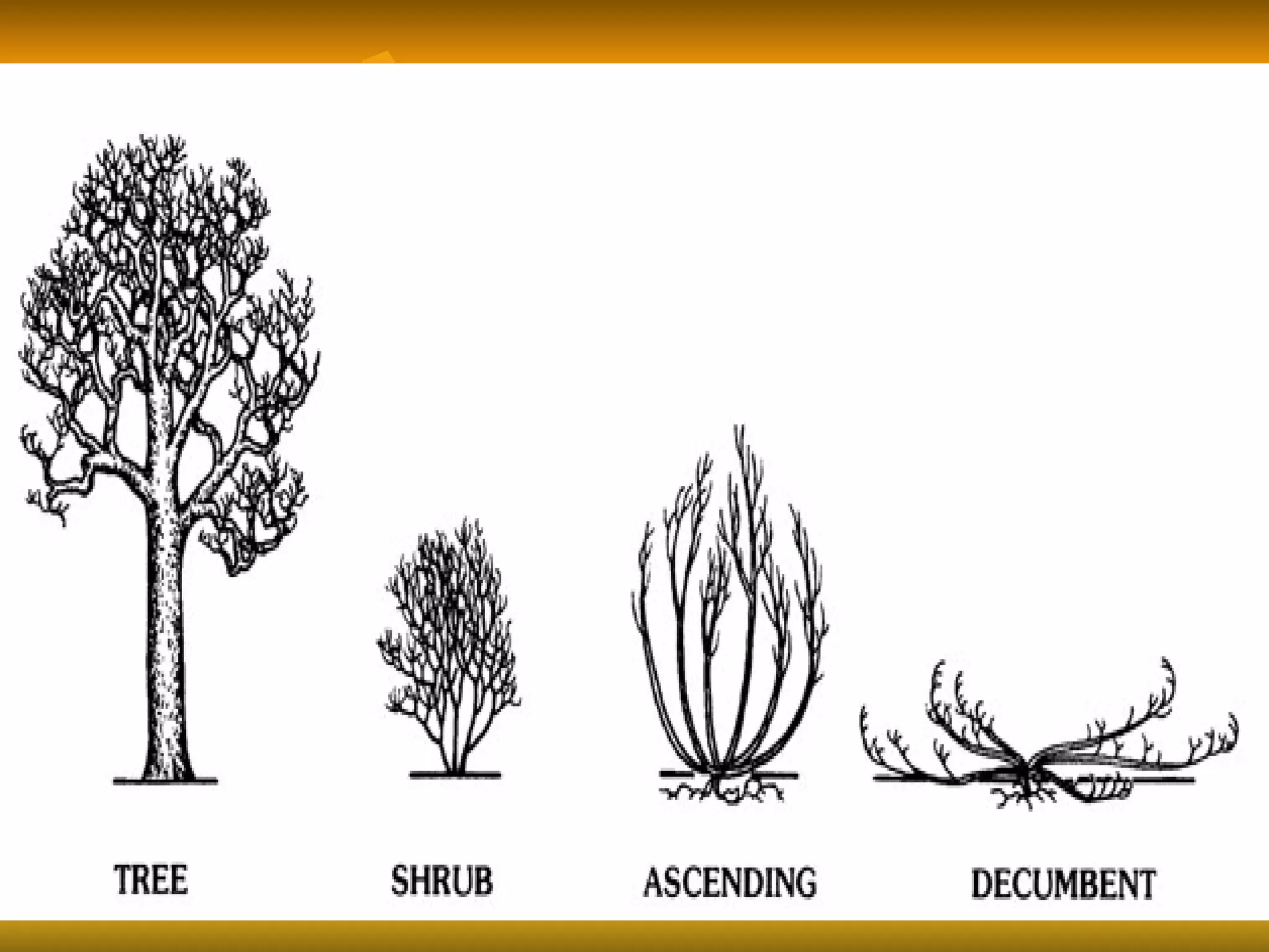 Stems Ppt