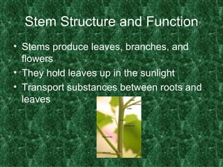 Stems | PPT