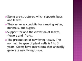 Stems | PPTX